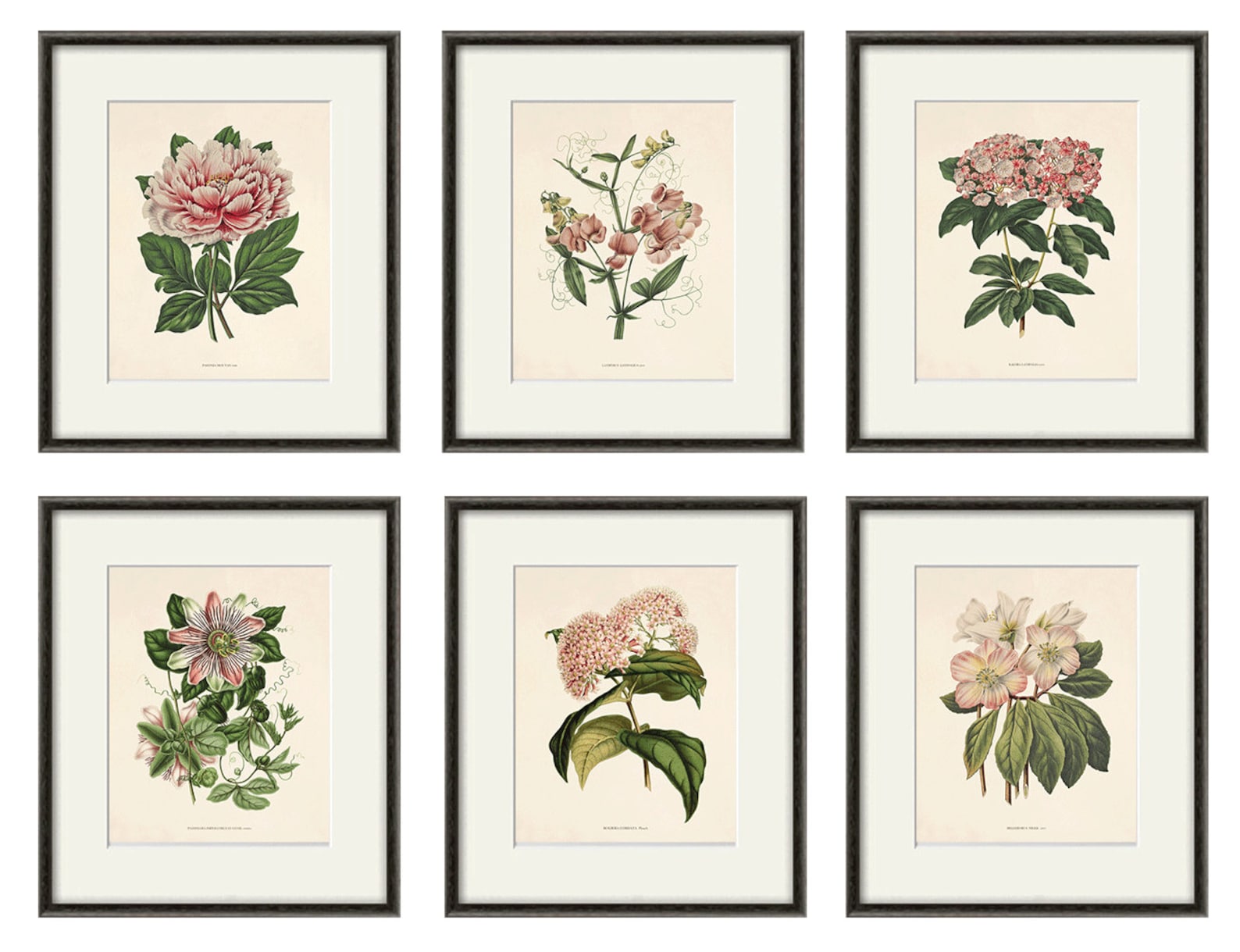 Antique Botanical Print Botanical Art Prints Flower Prints - Etsy