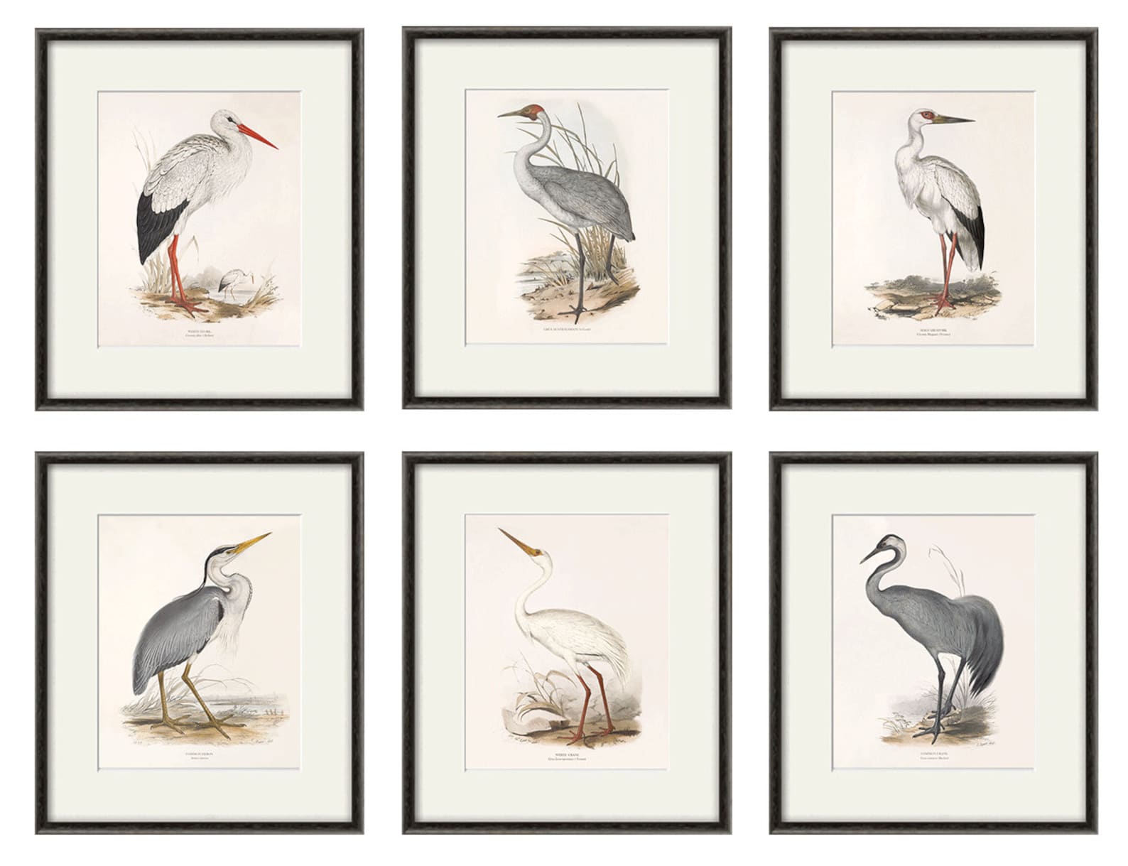 Bird Wall Art Print Bird Art Print Nature Print Art Print - Etsy