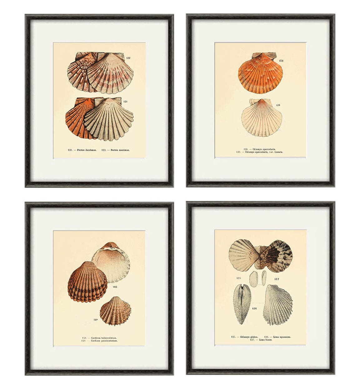 Antique Seashell Art Print Sea Beach Art Nautical Print Ocean - Etsy