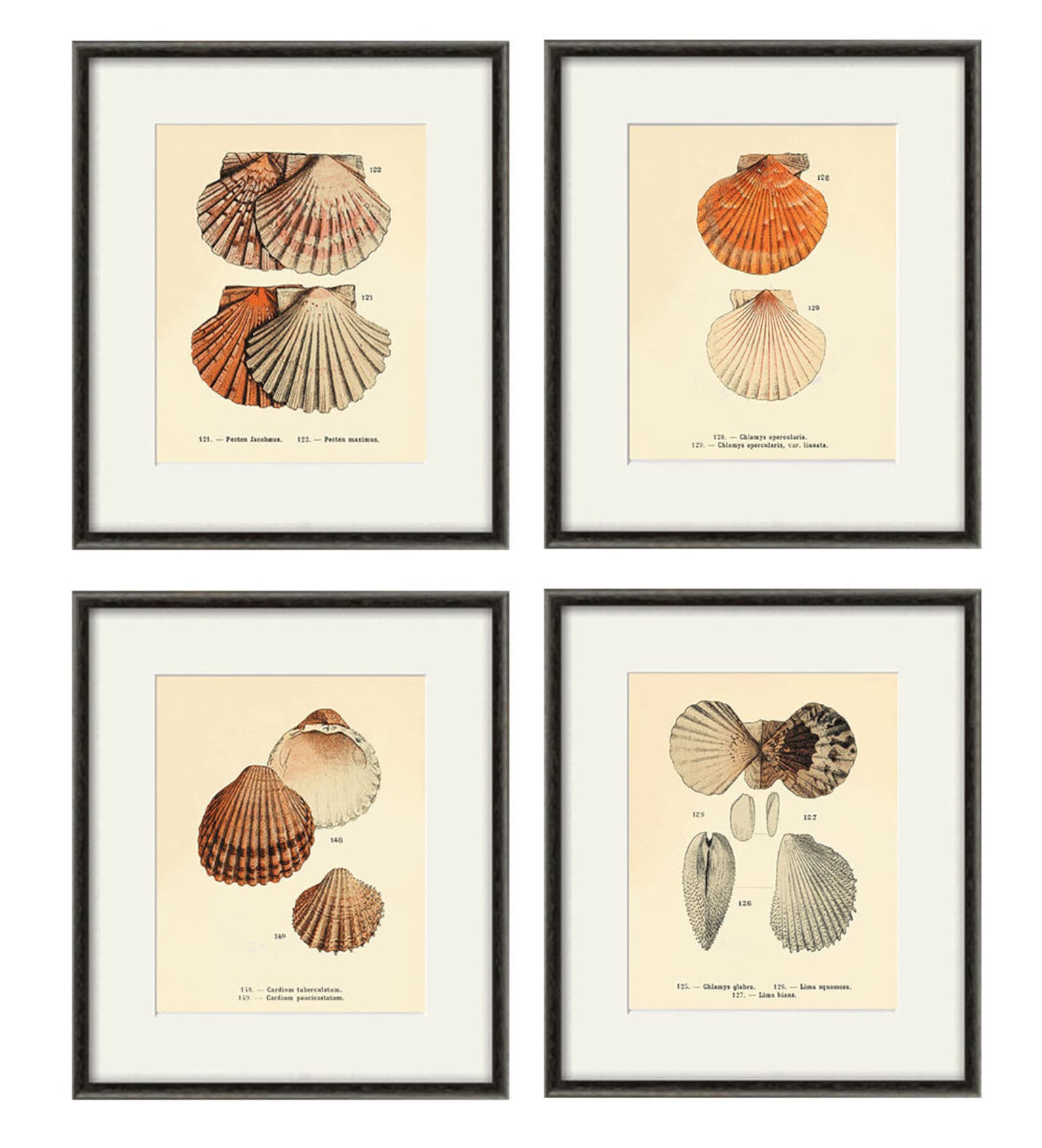 Antique Seashell Art Print Sea Beach Art Nautical Print Ocean - Etsy