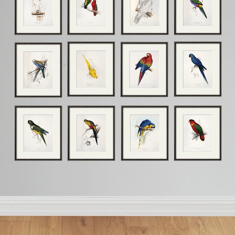 Antique Bird Prints - Etsy