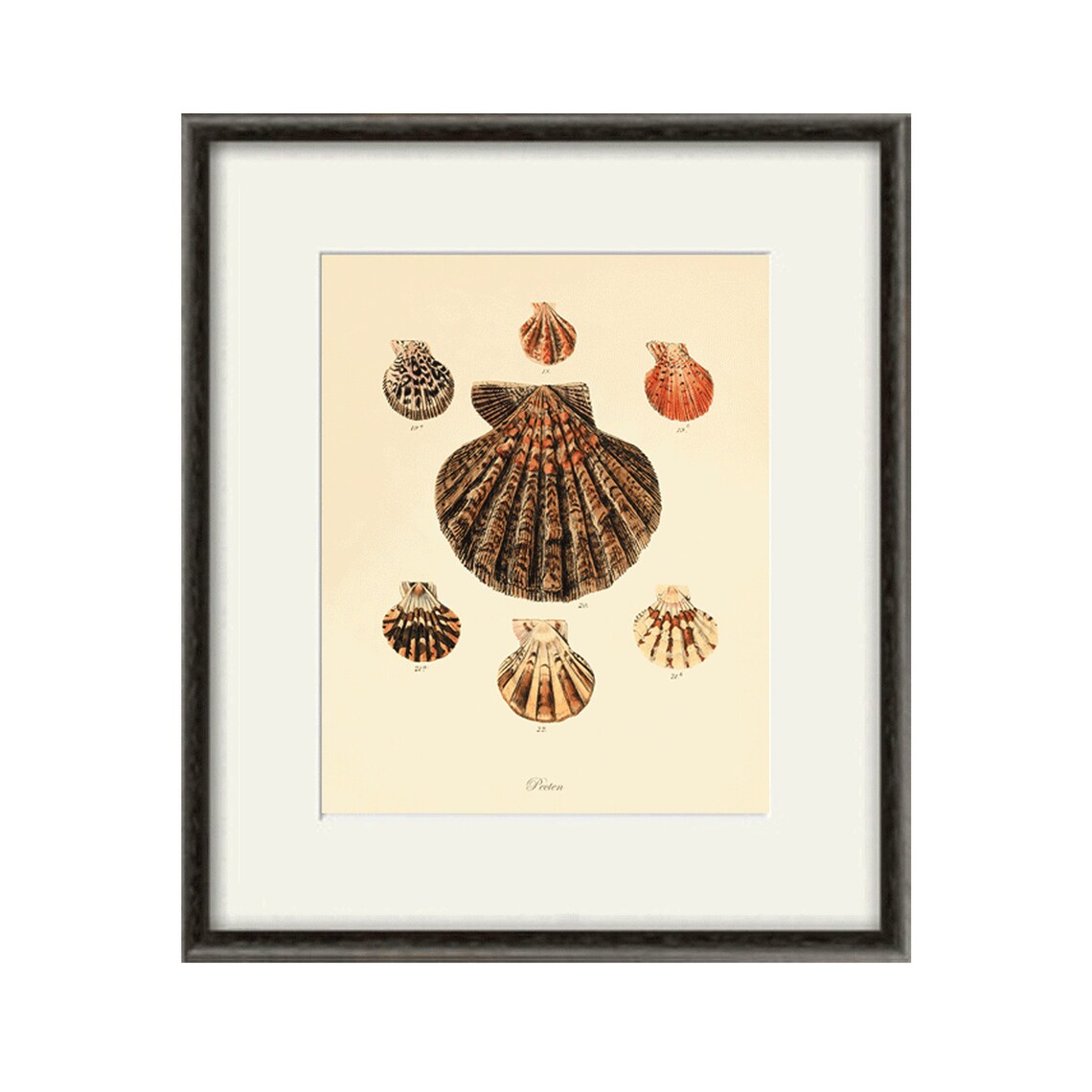 Antique Sea Shell Art Print Sea Beach Art Nautical Print Ocean | Etsy