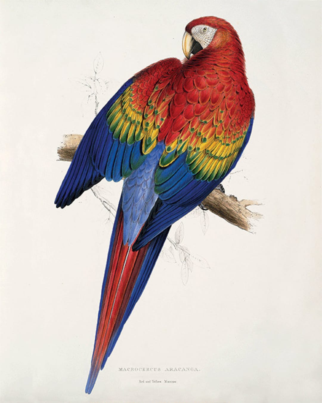 Parrot Art Print Antique Bird Print Nature Wall Art Victorian Print ...