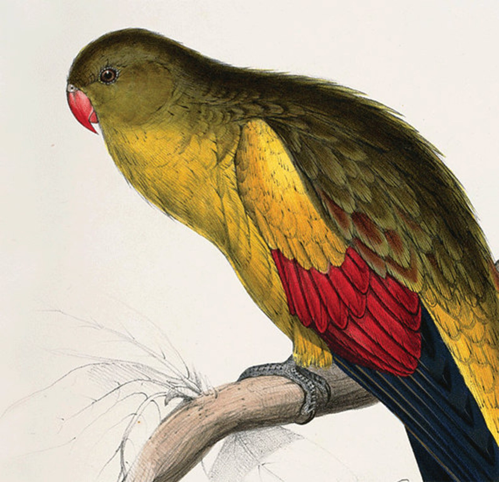 Parrot Art Print Antique Bird Print Nature Wall Art Victorian | Etsy