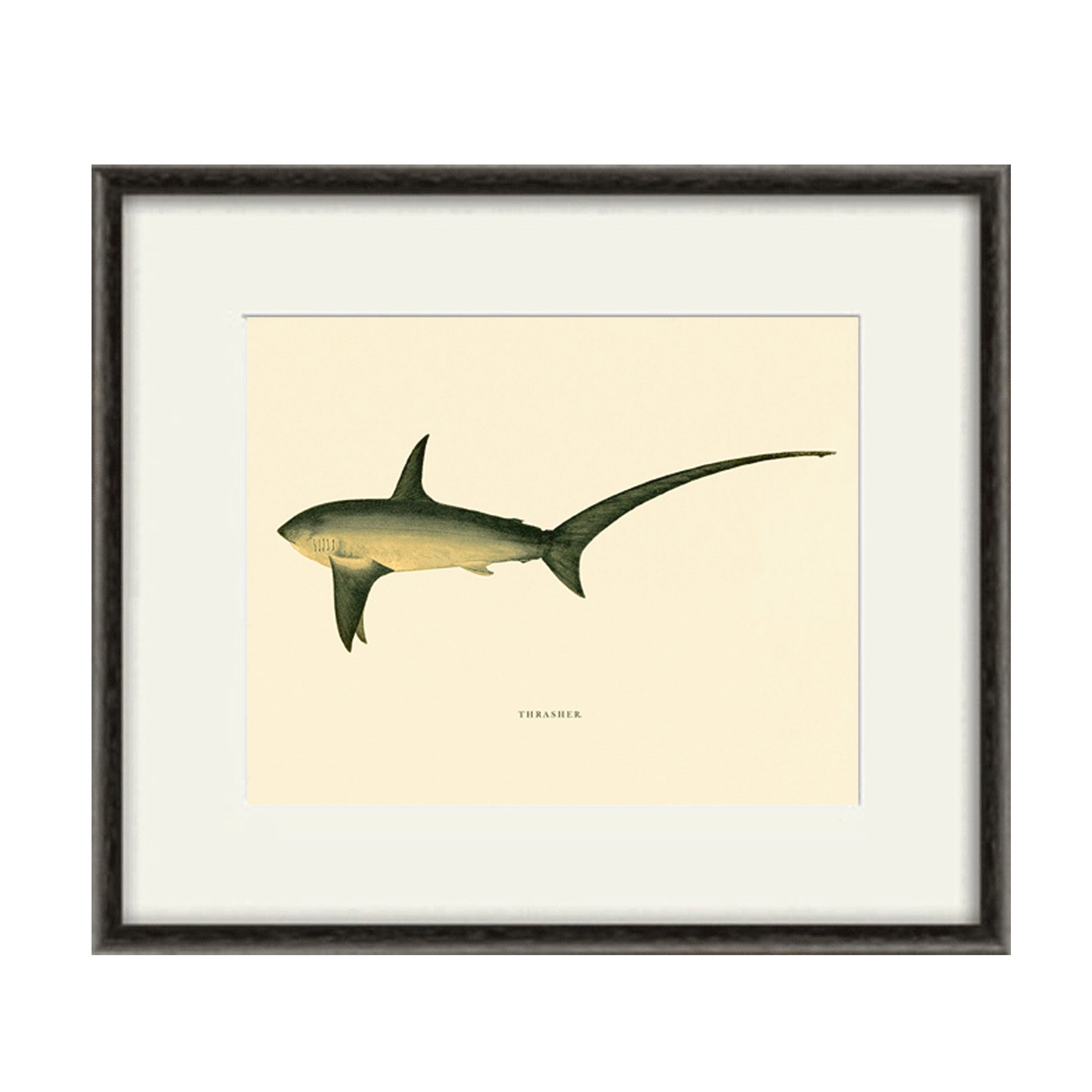 Shark Print Fish Vintage Prints Old Prints Natural History | Etsy