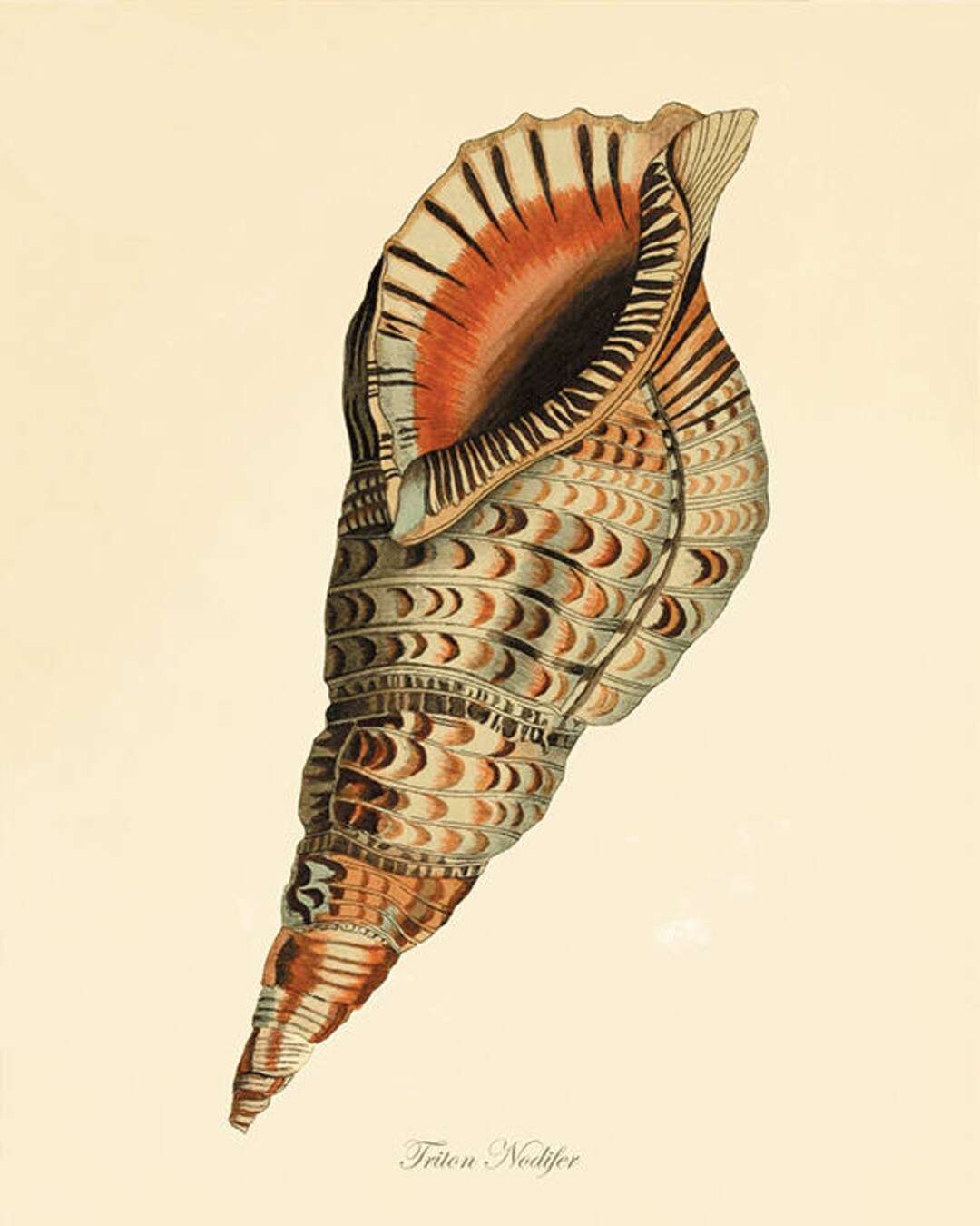 Antique Sea Shell Art Print Vintage Nautical Art Print Sea Art Print ...