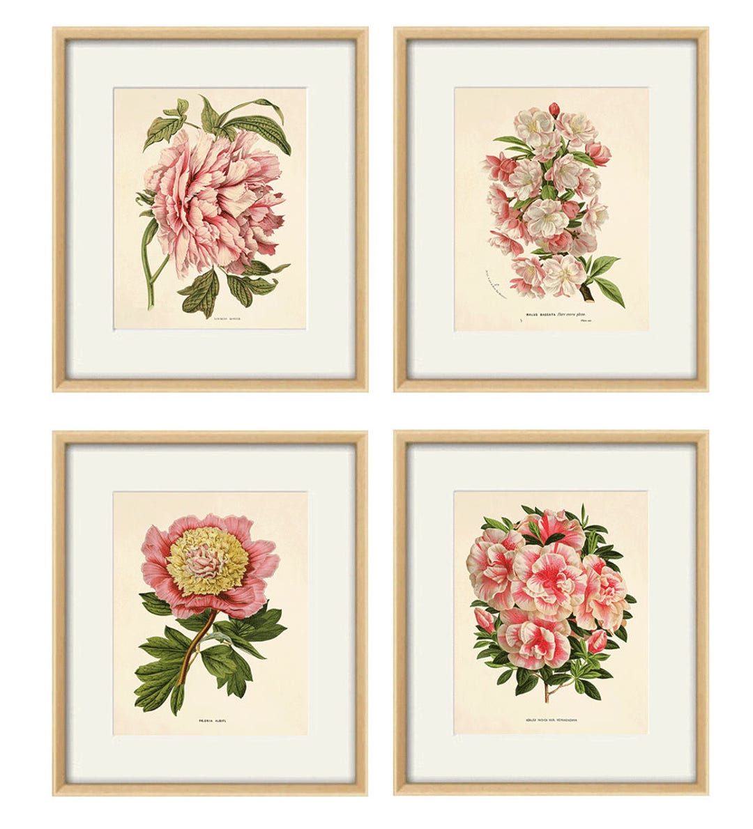 Pink Botanical Prints Set Of 4 Vintage Flower Art Print Cottage Wall