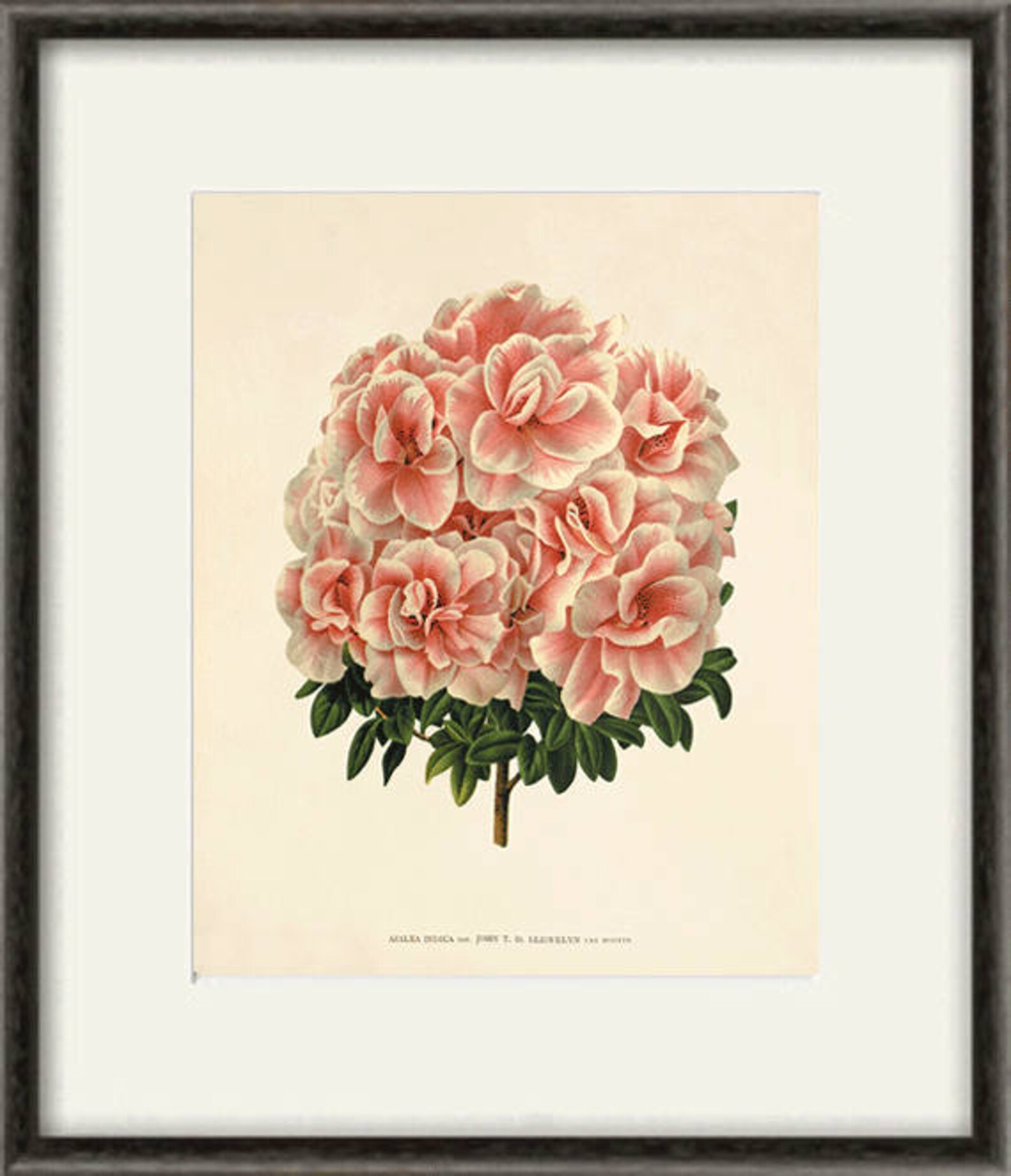 Azalea Antique Flower Art Print Botanical Art Print Vintage - Etsy