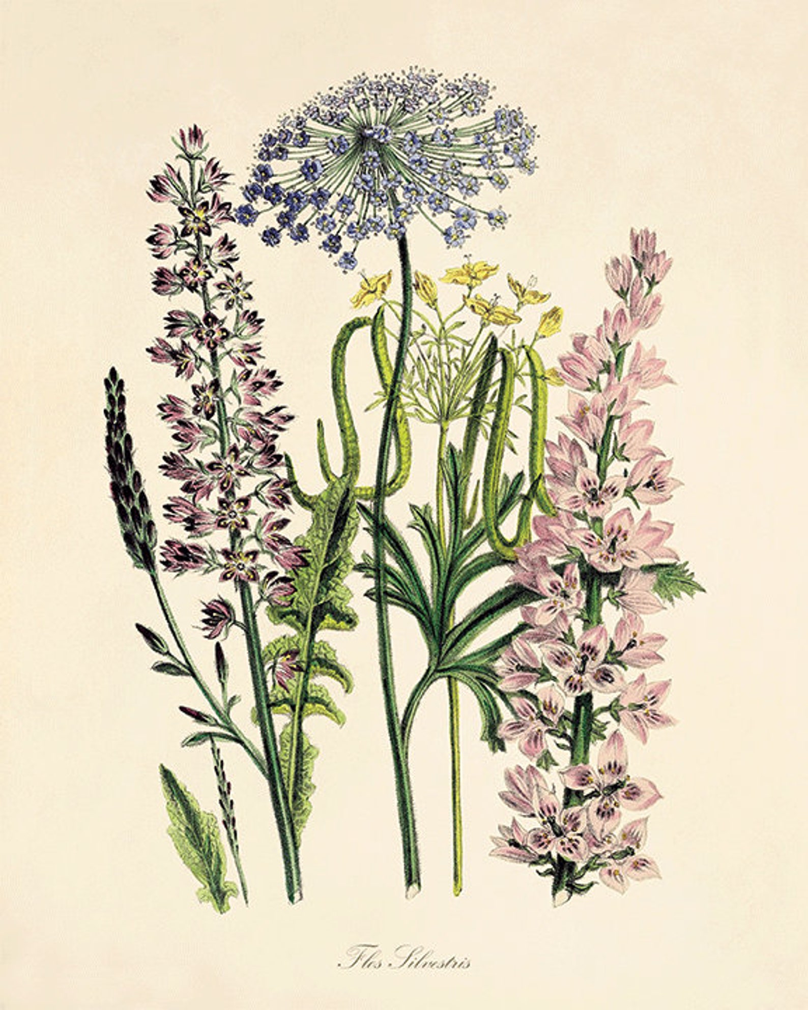 Antique Botanical Prints SET of 4 Botanical Art Prints Flower Prints ...