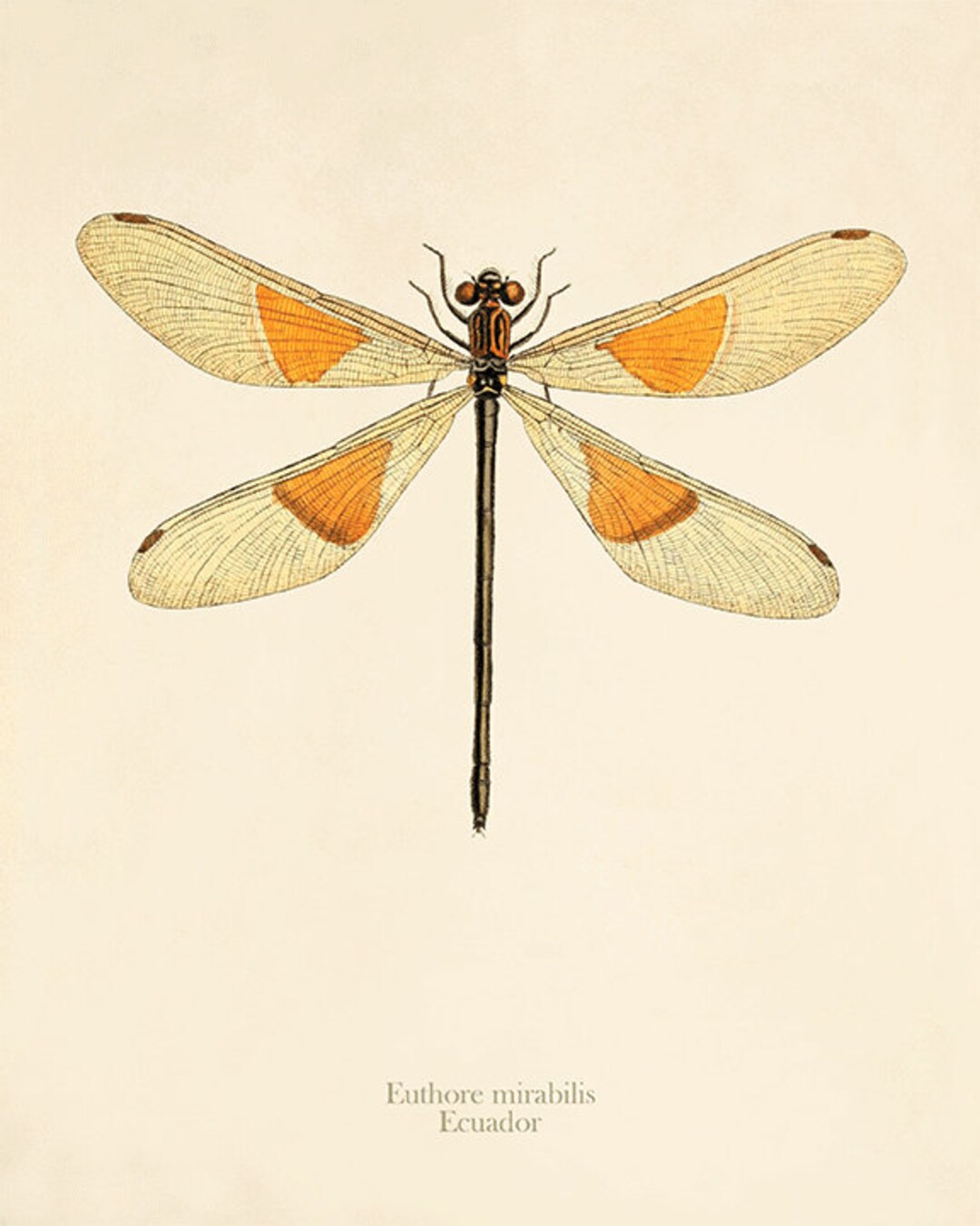 Dragonfly Art Print Antique Prints Nature Print Vintage Prints Home ...