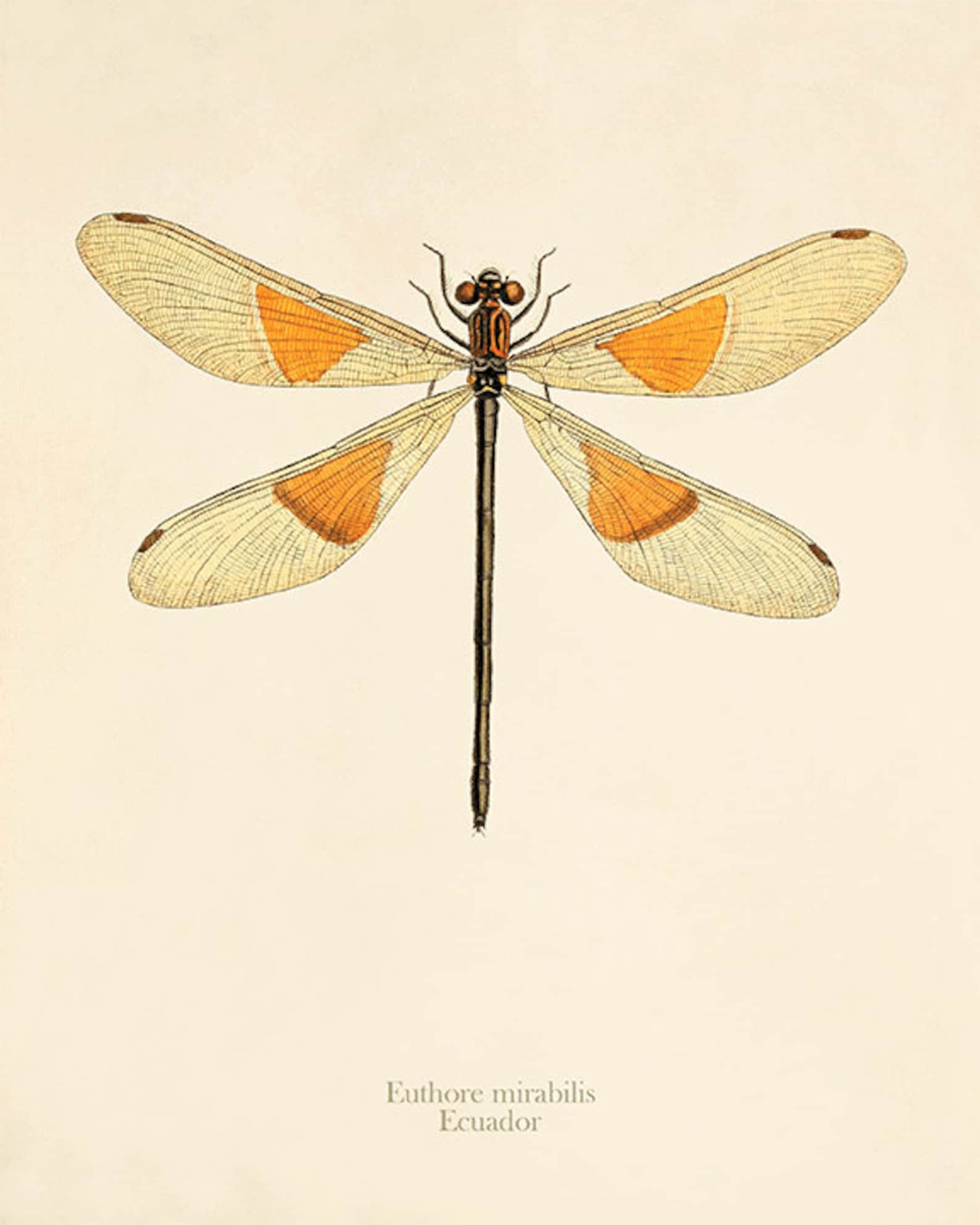 Dragonfly Art Print Antique Prints Nature Print Vintage Prints - Etsy