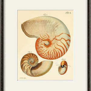 Antique Sea Shell Art Print Vintage Nautical Art Print Sea Art Print ...