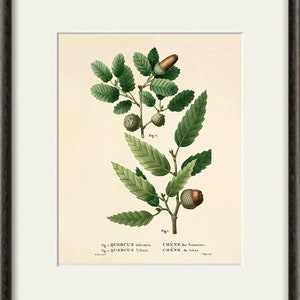Antiqua Botanical Art Prints Oak Leaf Art Botanical Print Set Antique ...