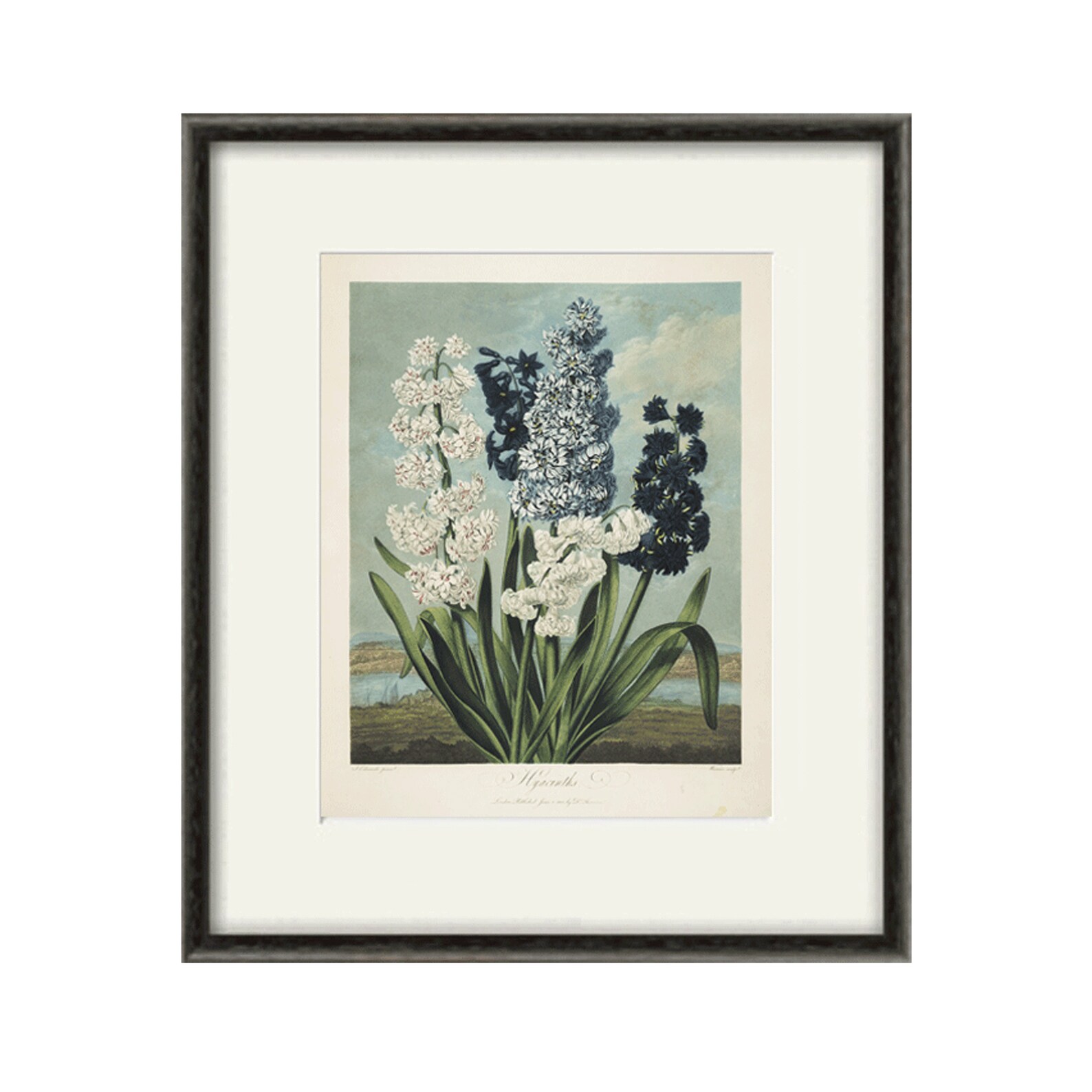 Hyacinth Art Print Vintage Botanical Art Print Flower Art - Etsy