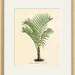 Palm Tree Art Print Antique Botanical Art Prints Home Decor - Etsy
