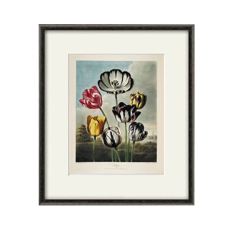 Tulip Art Print Antique Prints Flower Art Print Botanical Art - Etsy