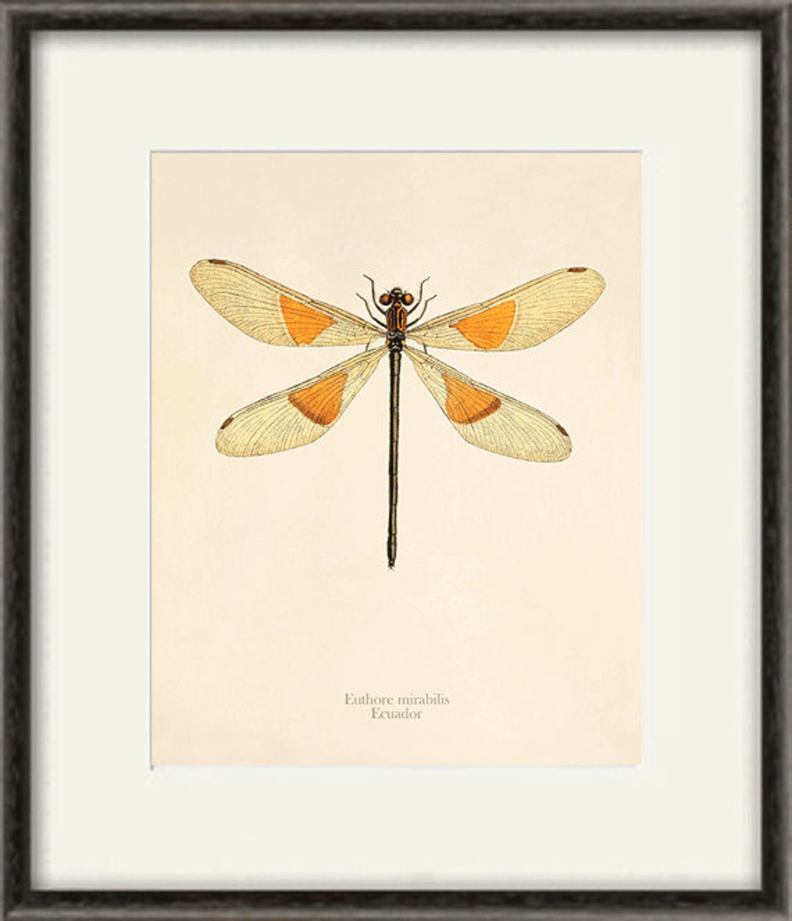 Dragonfly Art Print Antique Prints Nature Print Vintage Prints - Etsy