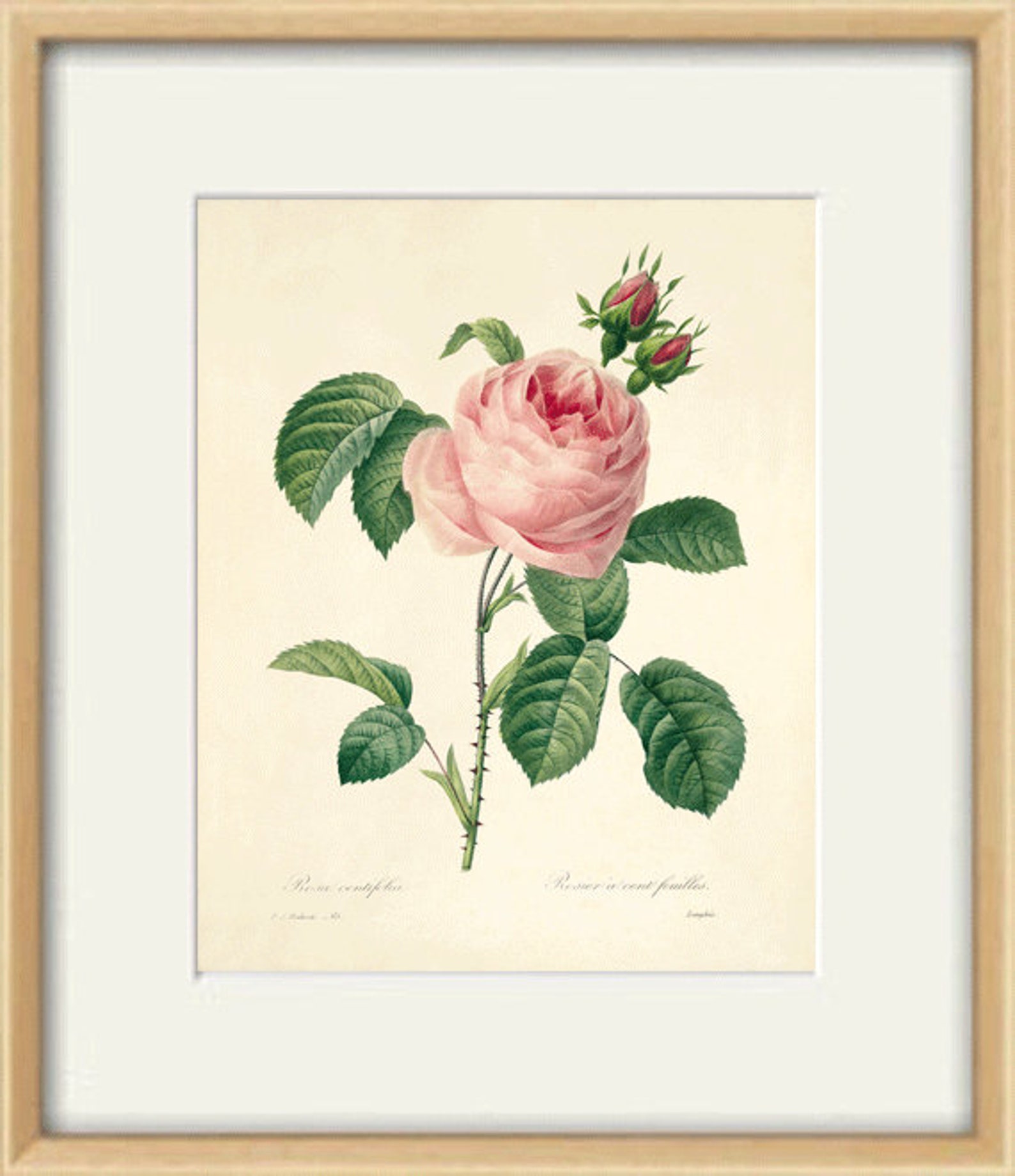 Antique Flower Art Print Set Antique Prints Pink Botanical Prints ...