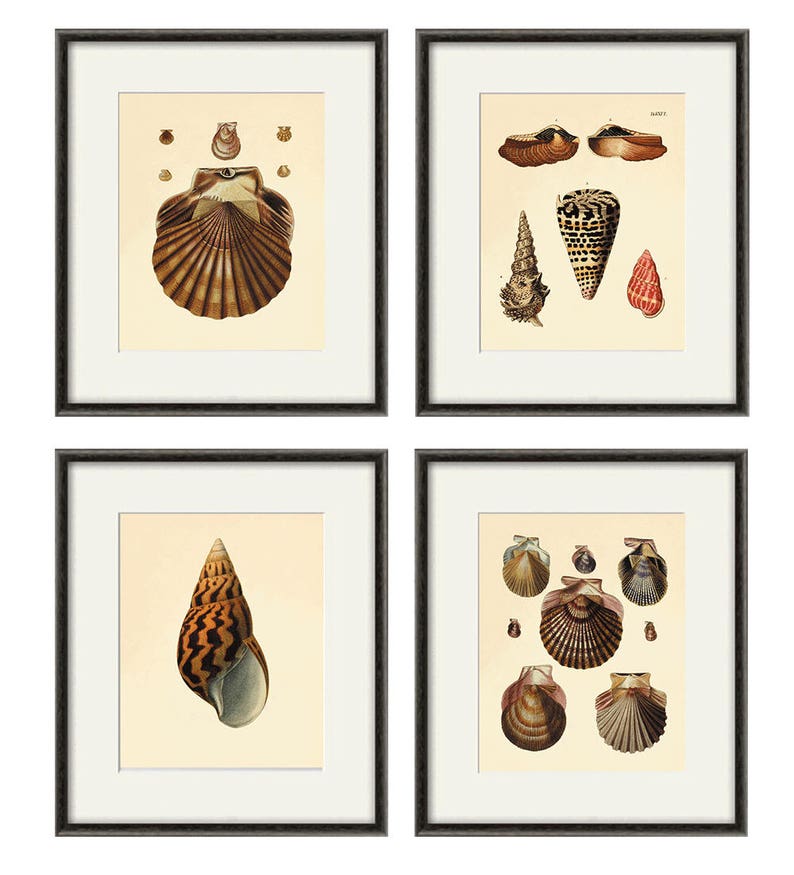 Antique Sea Shell Art Print Sea Beach Art Nautical Print Ocean - Etsy