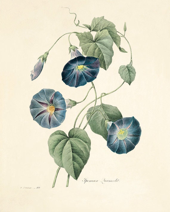 Antique French Botanical Print: Flower Wall Art Illustration - Etsy