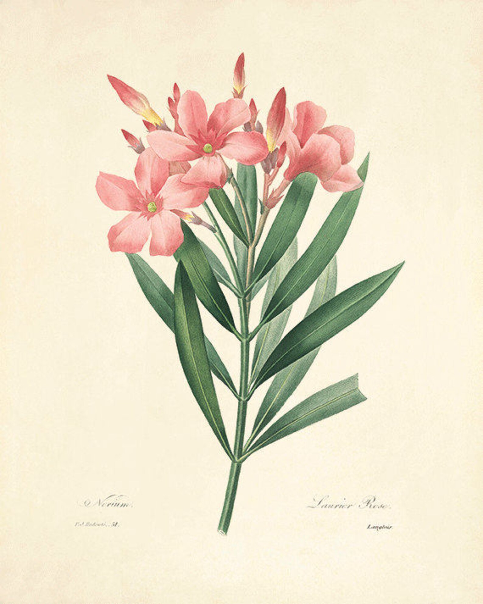 Antique Botanical Print Botanical Art Prints Flower Prints - Etsy