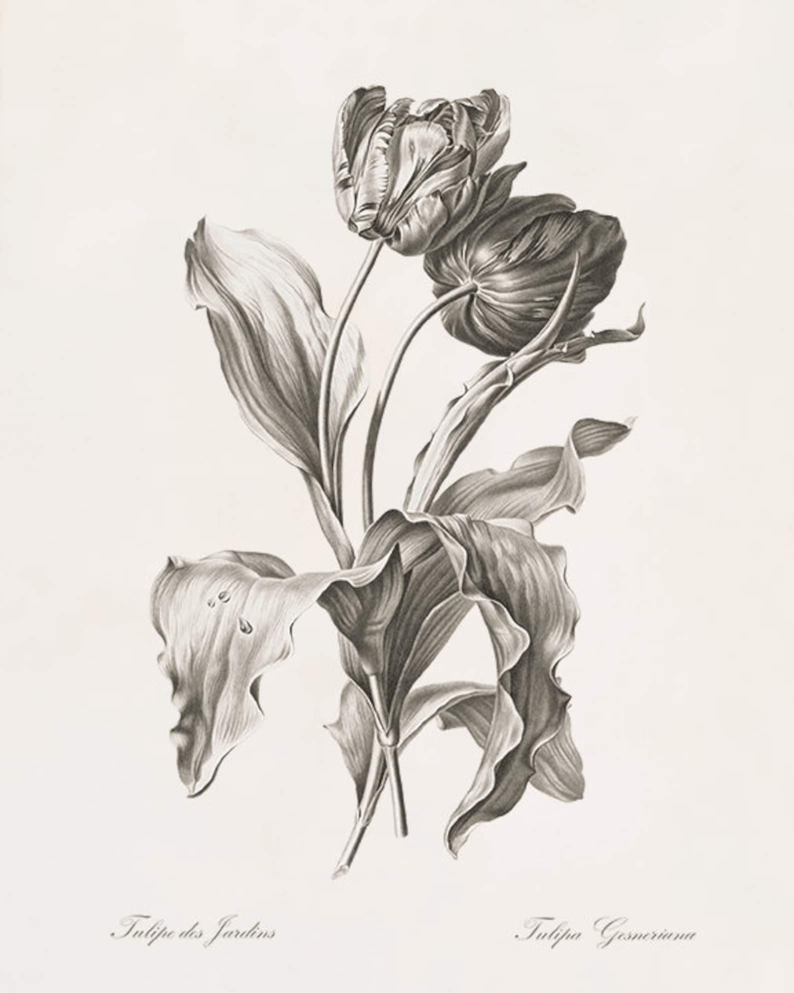 Antique Botanical Prints SET of 6 Flower Sketch Art Botanical - Etsy