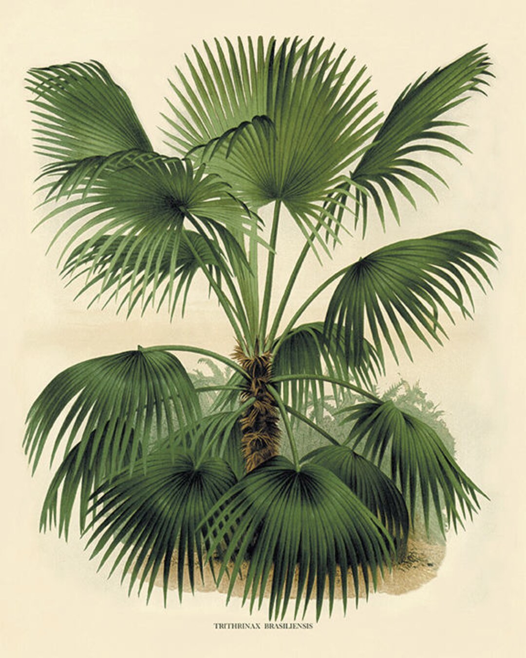 Antique Palm Tree Print: Victorian Botanical Wall Art - Etsy