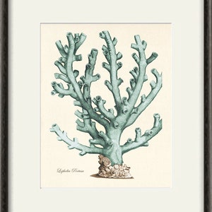 Green Sea Coral Art Nautical Print Set Sea Art Print Vintage Ocean Life ...
