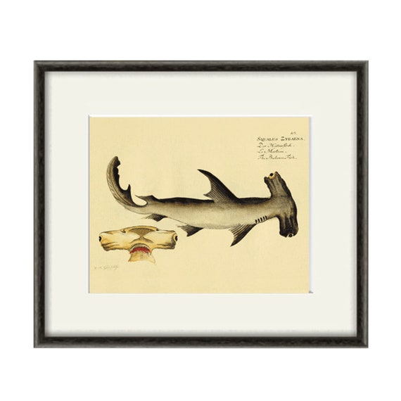 Art & Collectibles Original 1890s Lithograph Encyclopedia Print Fish ...