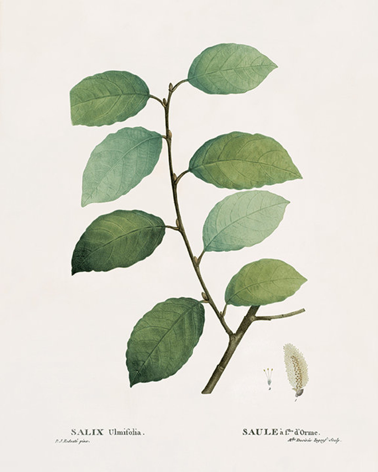 Botanical Print Set Leaf Art Print French Botanical Art Print - Etsy