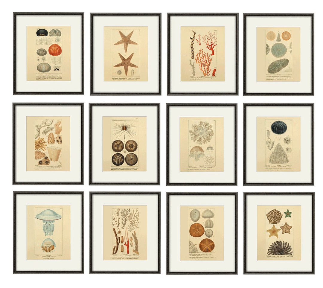 Sea Art Print Nautical Print Set Sea Art Print Vintage Ocean Life Art ...