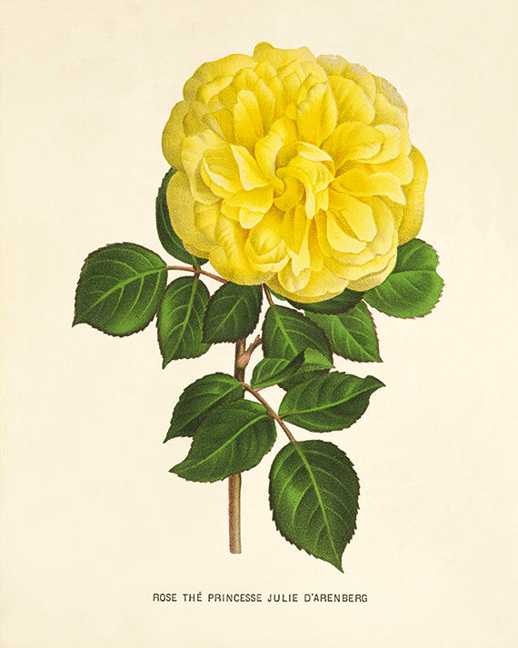 Antique rose art Print set antique prints botanical prints | Etsy