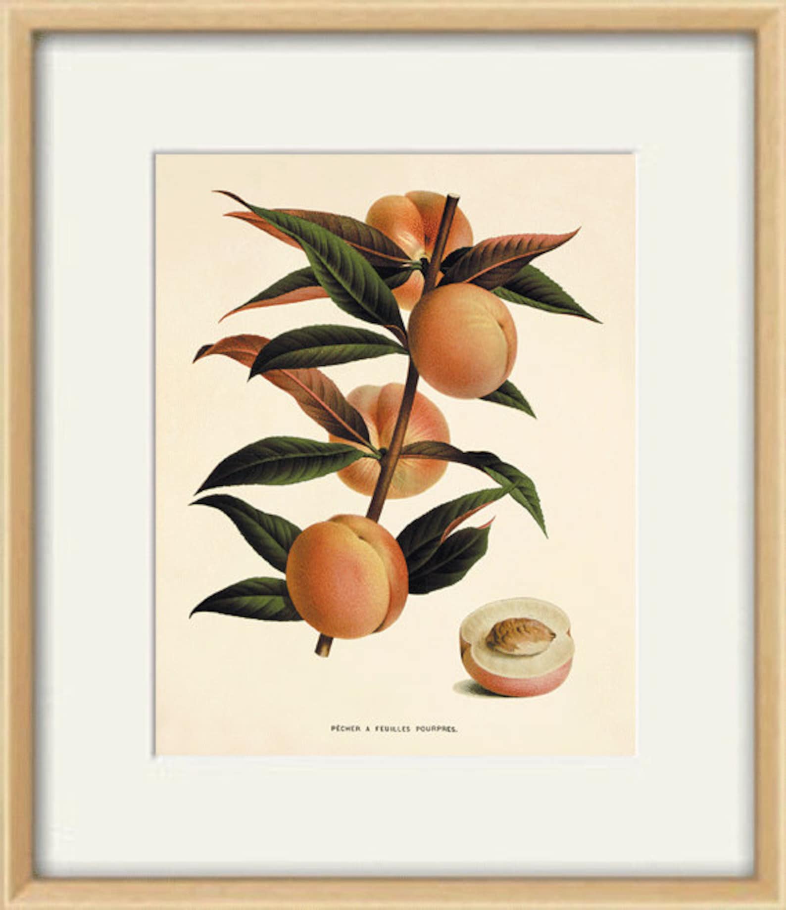 Peach Vintage Fruit Print Botanical Prints Home Decor Wall Art | Etsy