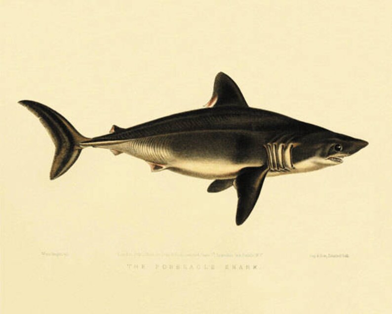 Shark Art Print Nautical Art Print Set Ocean Print Old Prints - Etsy