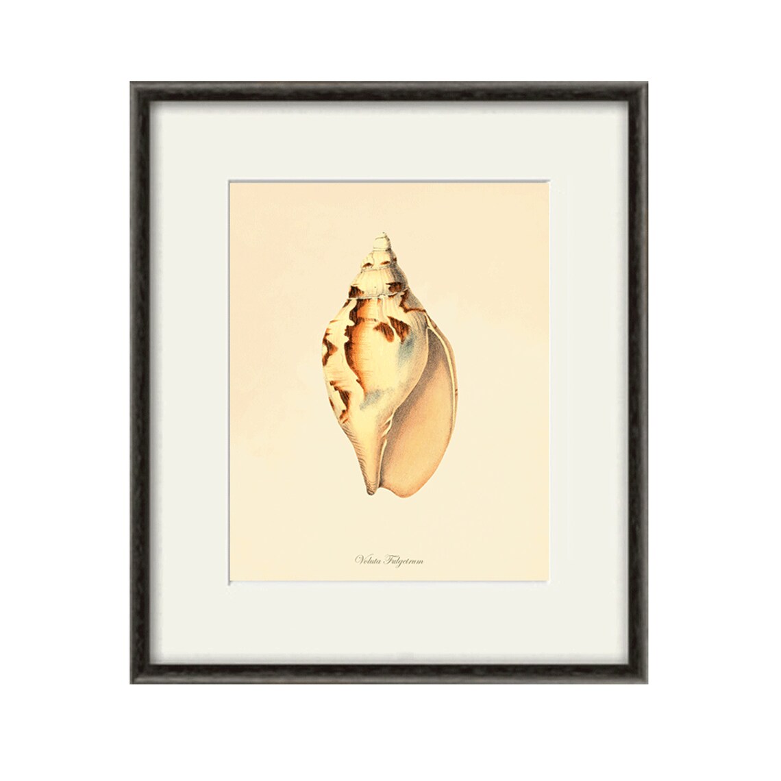 Antique Sea Shell Art Print Sea Beach Art Nautical Print Ocean | Etsy