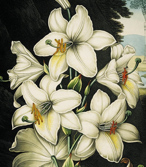 White Lily Art Print Vintage Botanical Prints Garden Wall Art - Etsy