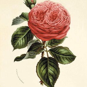 Antique Rose Art Print Set Antique Prints Botanical Prints Flower Wall ...