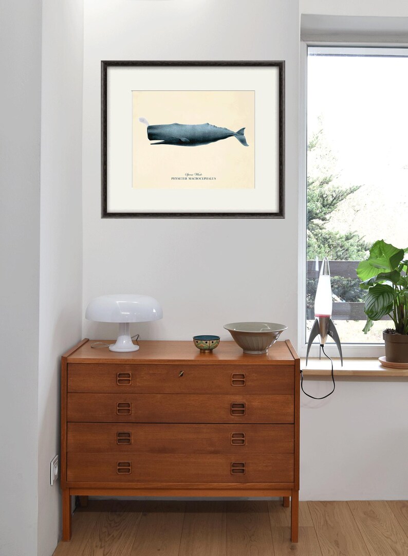 Antique Whale Print: Victorian Nautical Ocean Art - Etsy