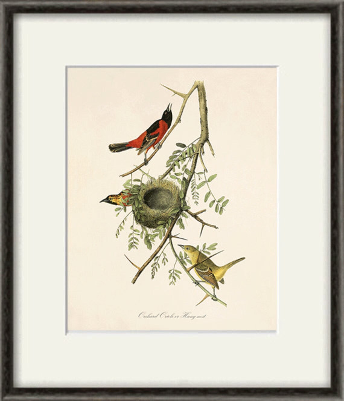 Antique Bird Print Set Bird Art Print Set Antique Prints Bird - Etsy