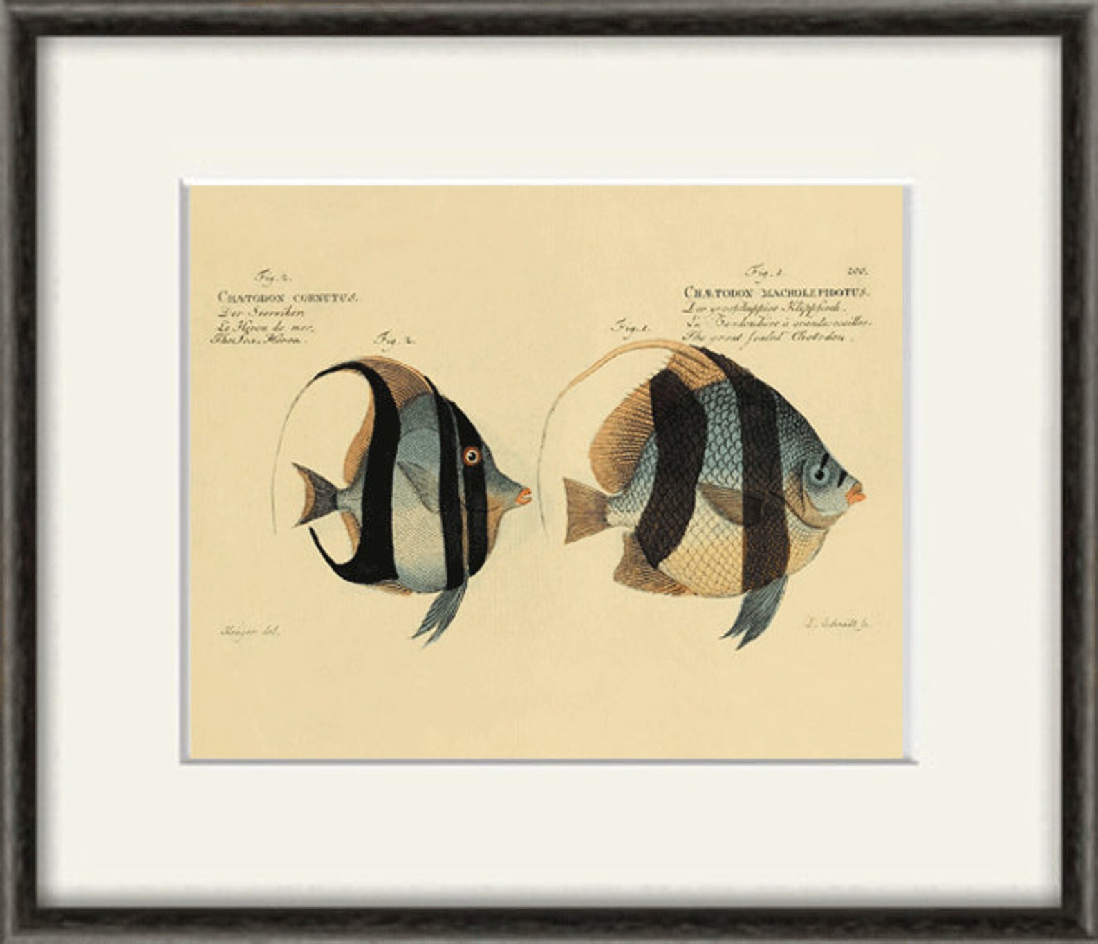 Antique Fish Print Nautical Art Print Vintage Sea Art Print - Etsy
