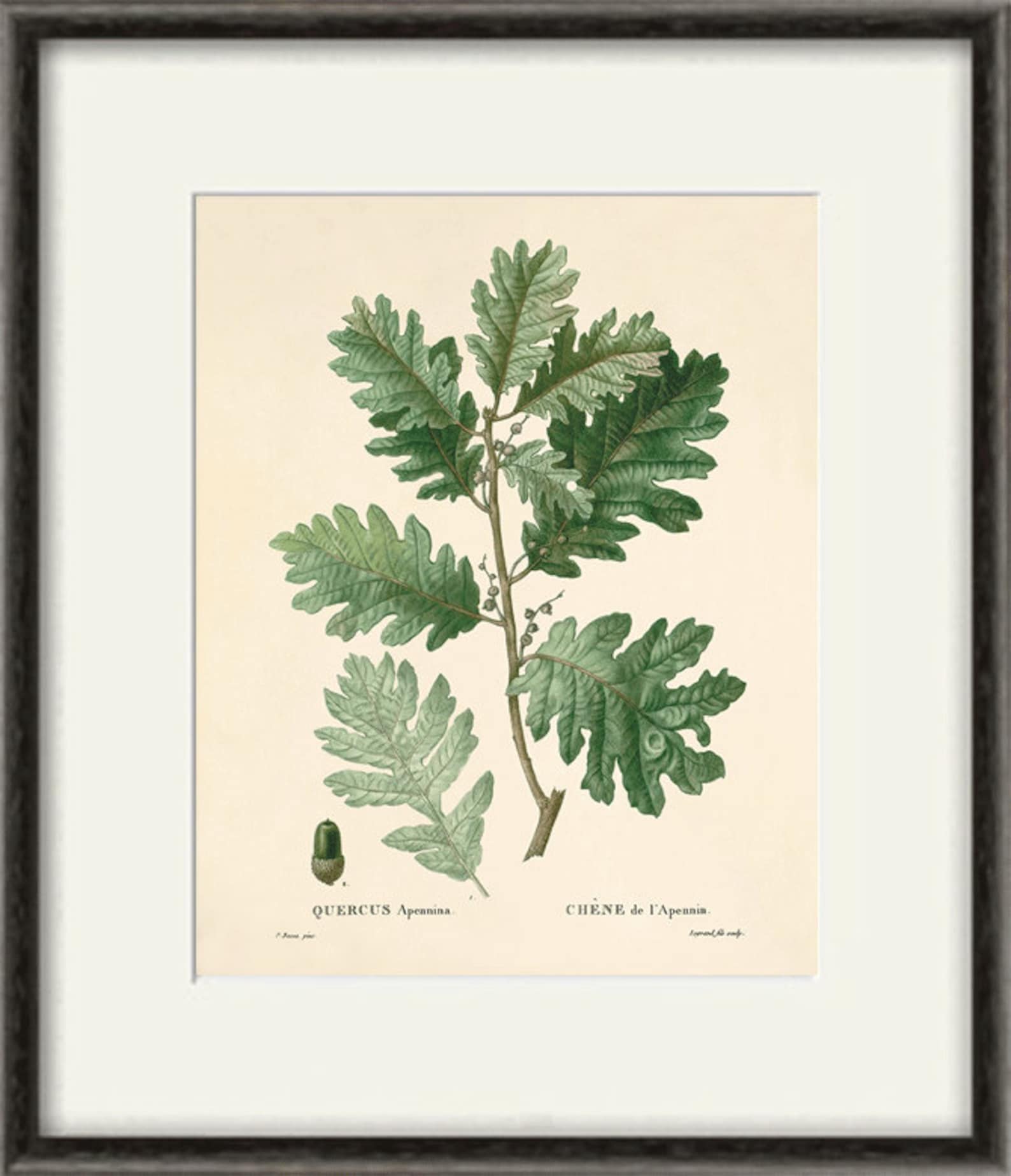 Botanical Print Set Oak Leaf Art Print French Botanical Art | Etsy