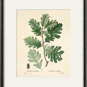 Botanical Print Set Oak Leaf Art Print French Botanical Art Print ...