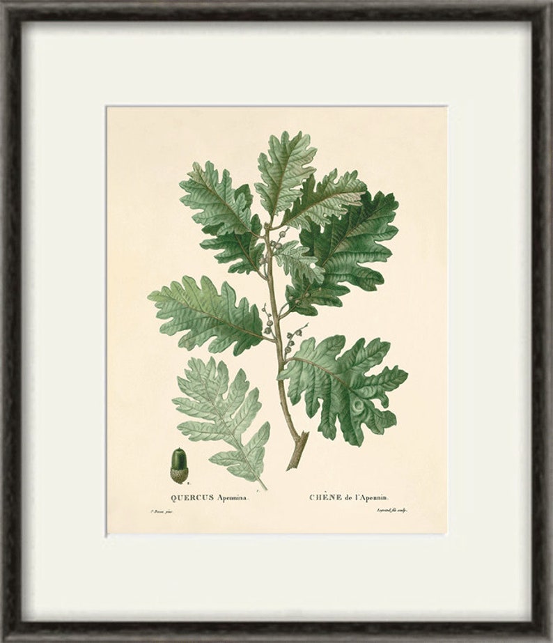 Botanical Print Set Oak Leaf Art Print French Botanical Art - Etsy