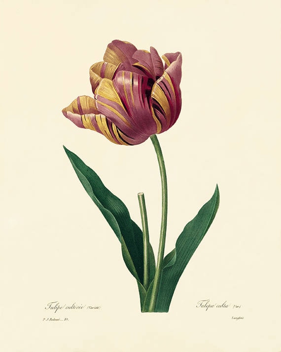 Tulip Vintage Flower Art Print Cottage Wall Art Victorian - Etsy