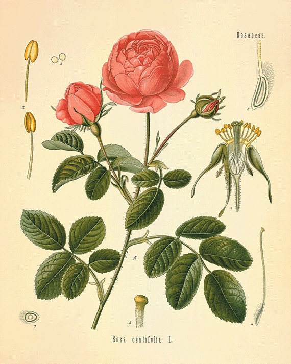 Pink Rose Art Print Antique Botanical Art Prints Home Decor - Etsy