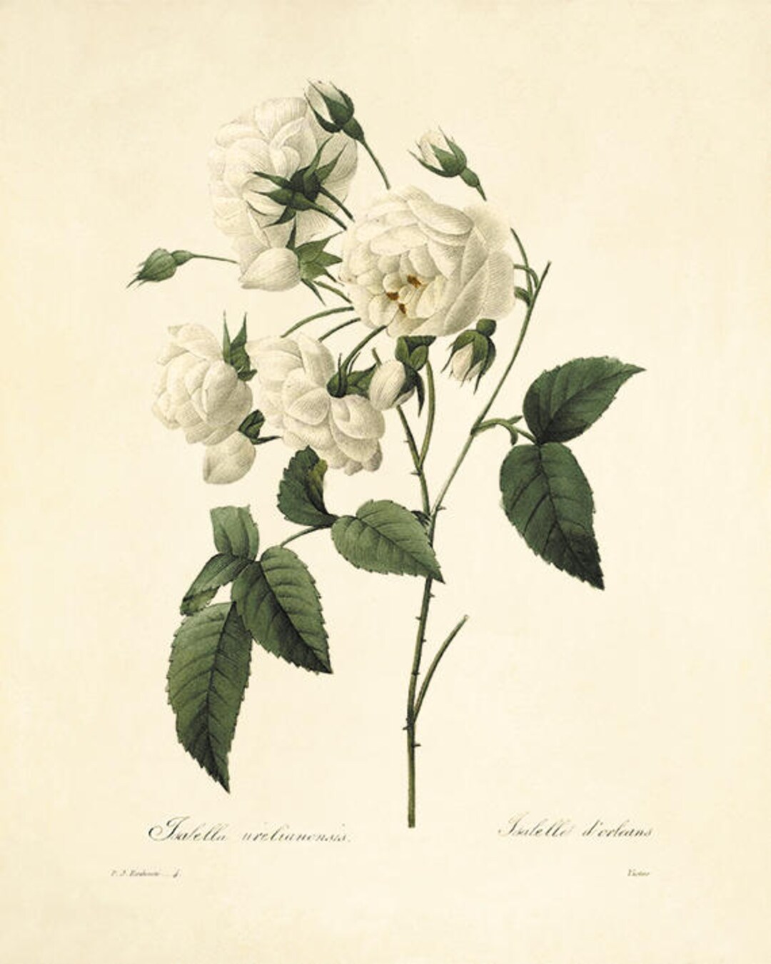 Rose Art Print Poster Antique Prints Botanical Art Prints Home Decor ...