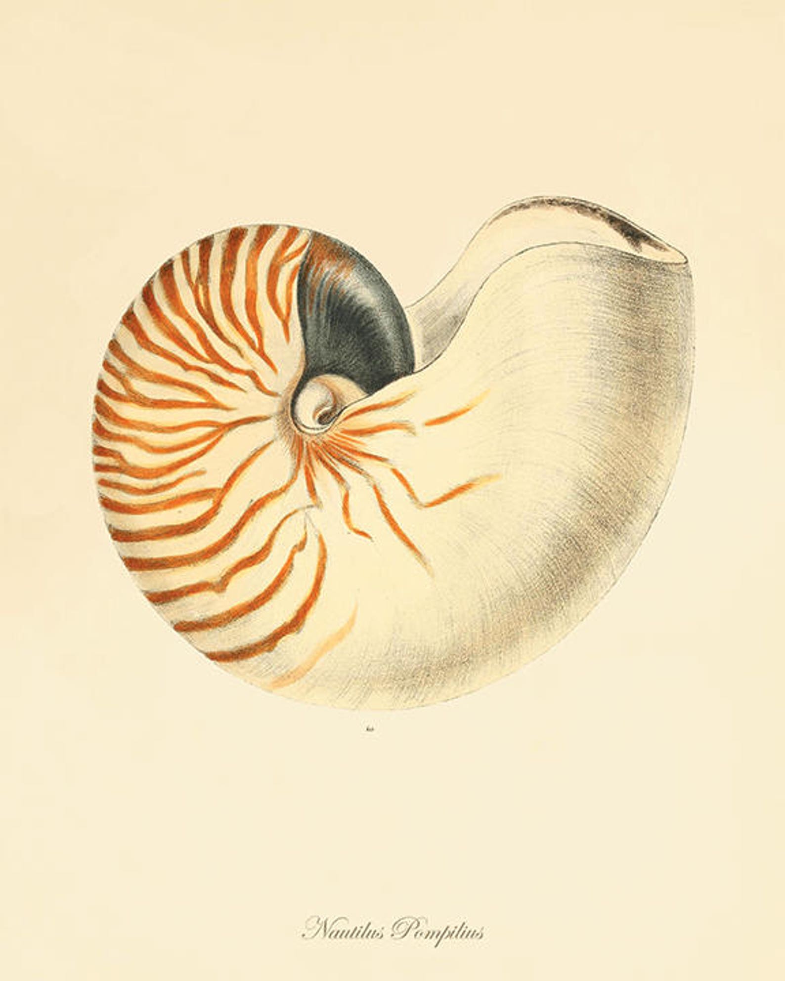 Antique Sea Shell Art Print Sea Beach Art Nautical Print Ocean - Etsy