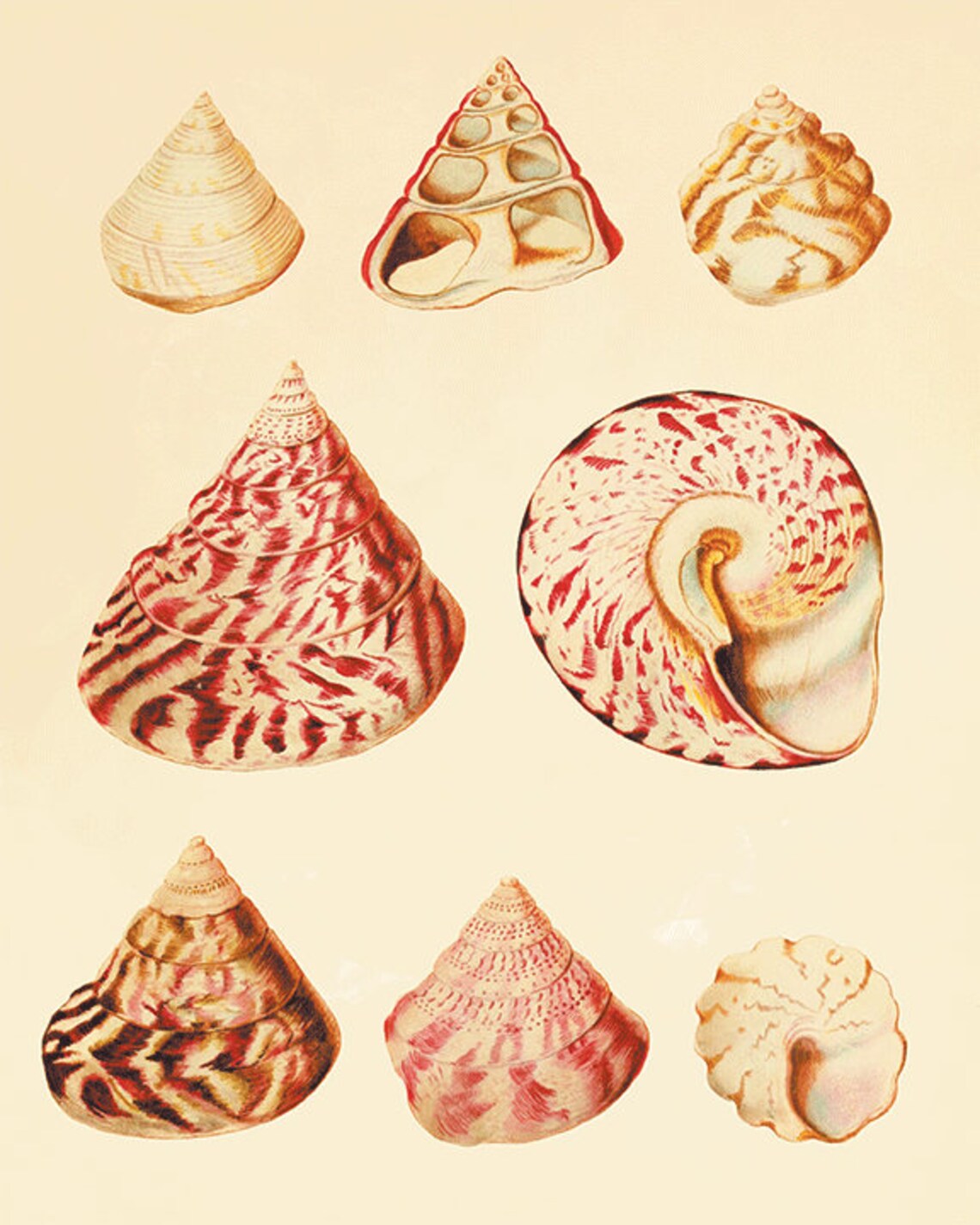 Antique Sea Shell Art Print Vintage Nautical Art Print Sea Art - Etsy