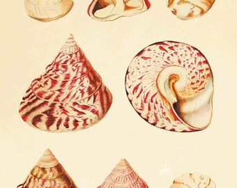 Antique Sea Shell Art Print Vintage Nautical Art Print Sea Art - Etsy