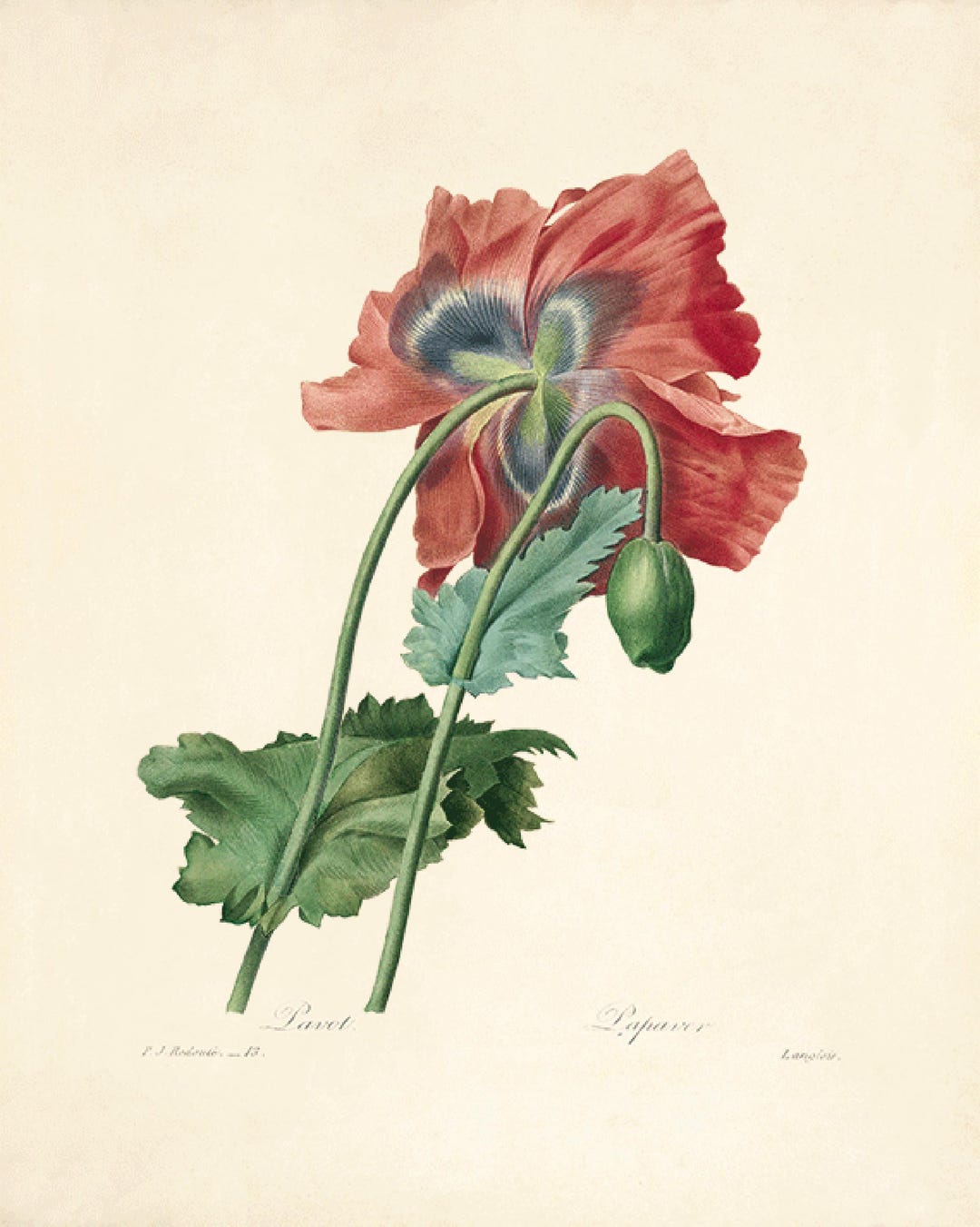 Poppy Art Antique Botanical Prints Vintage Prints Garden Wall Art Home ...